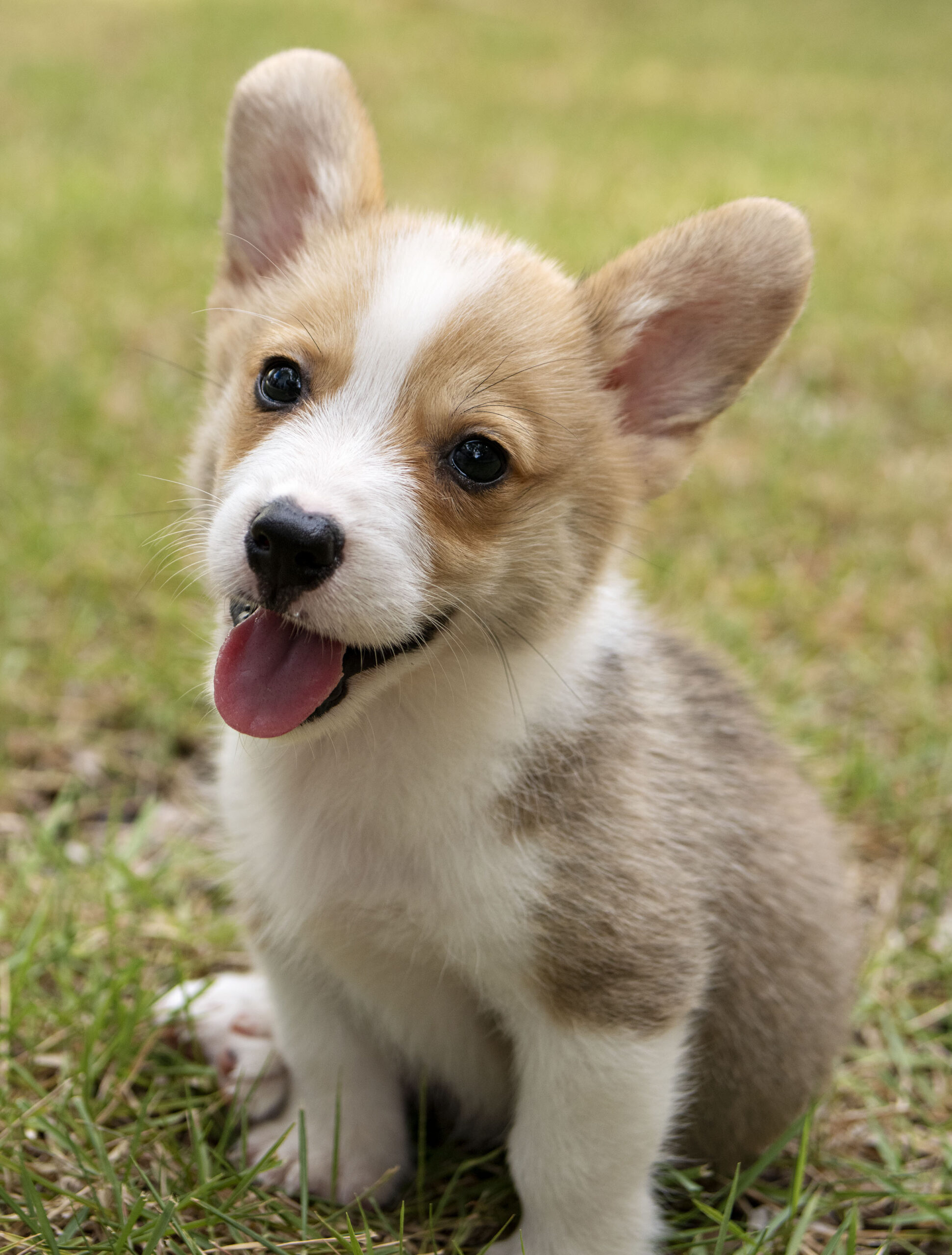 New Puppy Must-Haves - hello emily erin